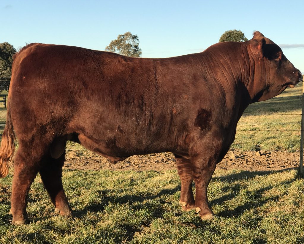 Genetics - Yallambee Angus | Red and Black Angus Stud | Southern ...