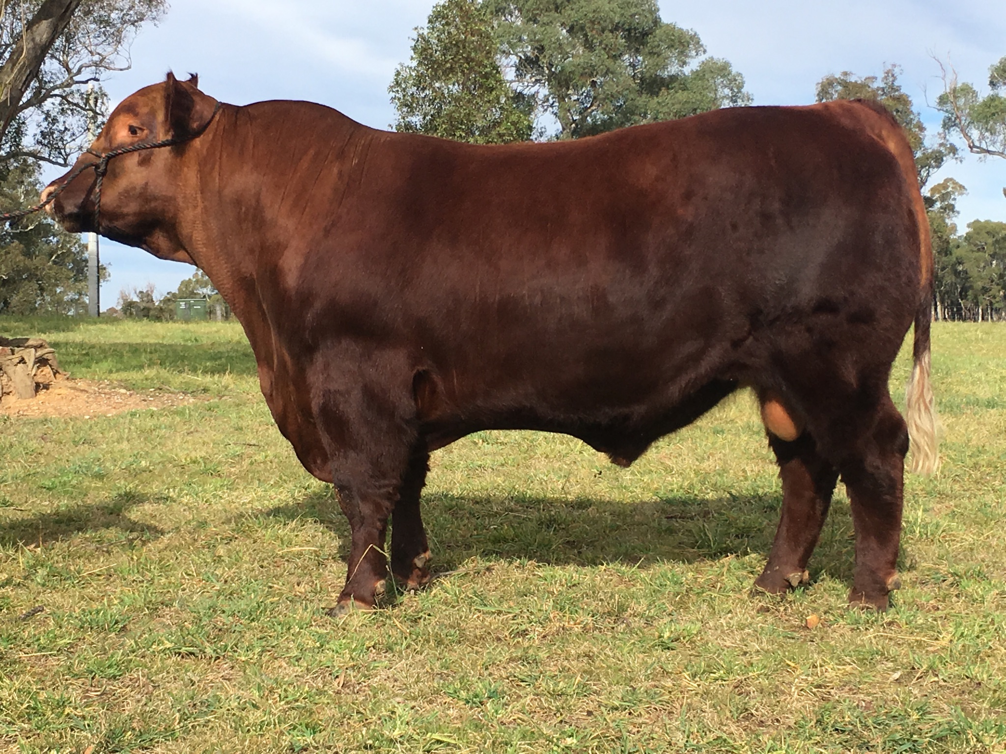 News - Yallambee Angus | Red and Black Angus Stud | Southern Highlands NSW