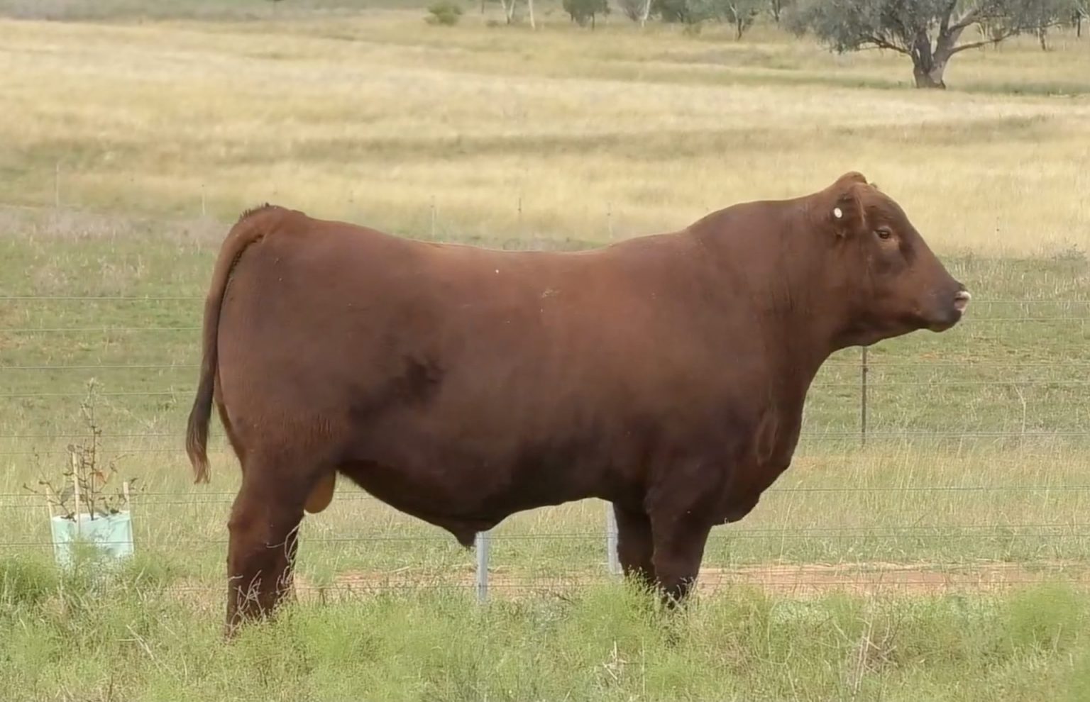Home - Yallambee Angus | Red and Black Angus Stud | Southern Highlands NSW