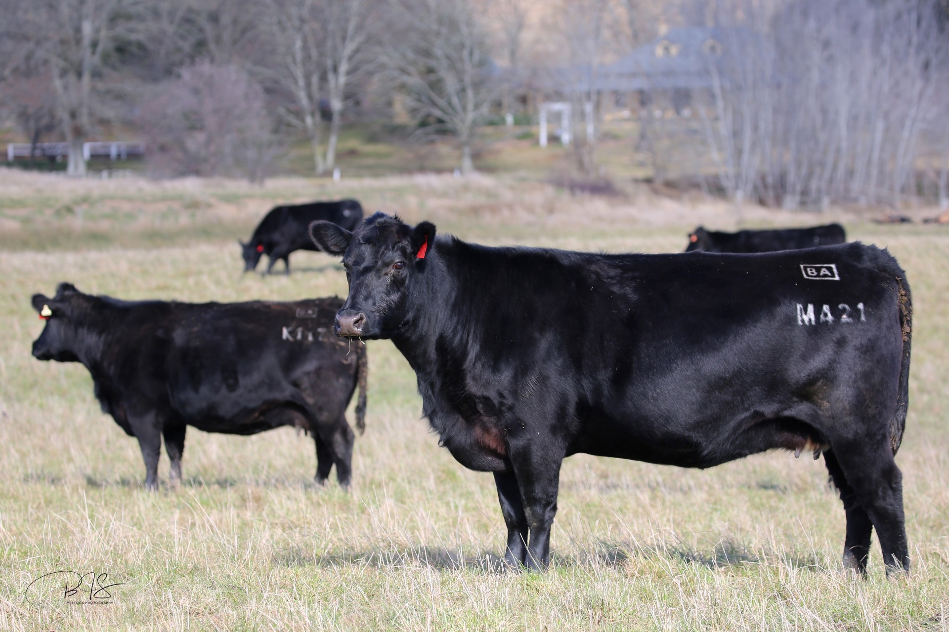 Stud Females - Yallambee Angus | Red and Black Angus Stud | Southern ... Stud Females - Yallambee Angus | Red and Black Angus Stud | Southern ...