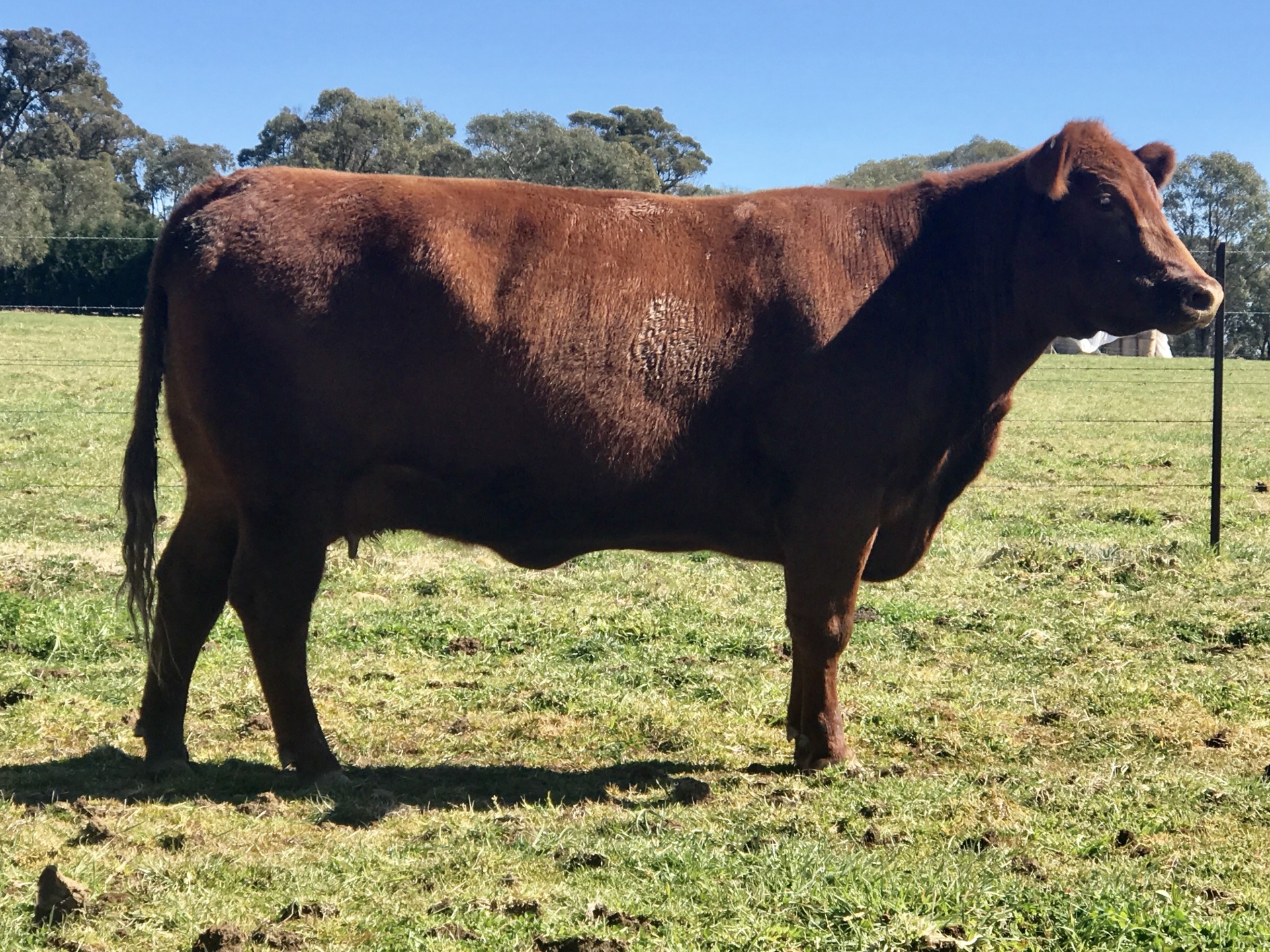 Stud Females - Yallambee Angus | Red and Black Angus Stud | Southern ...
