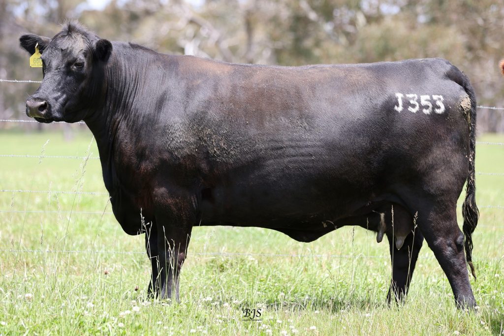 Stud Females - Yallambee Angus | Red and Black Angus Stud | Southern ...