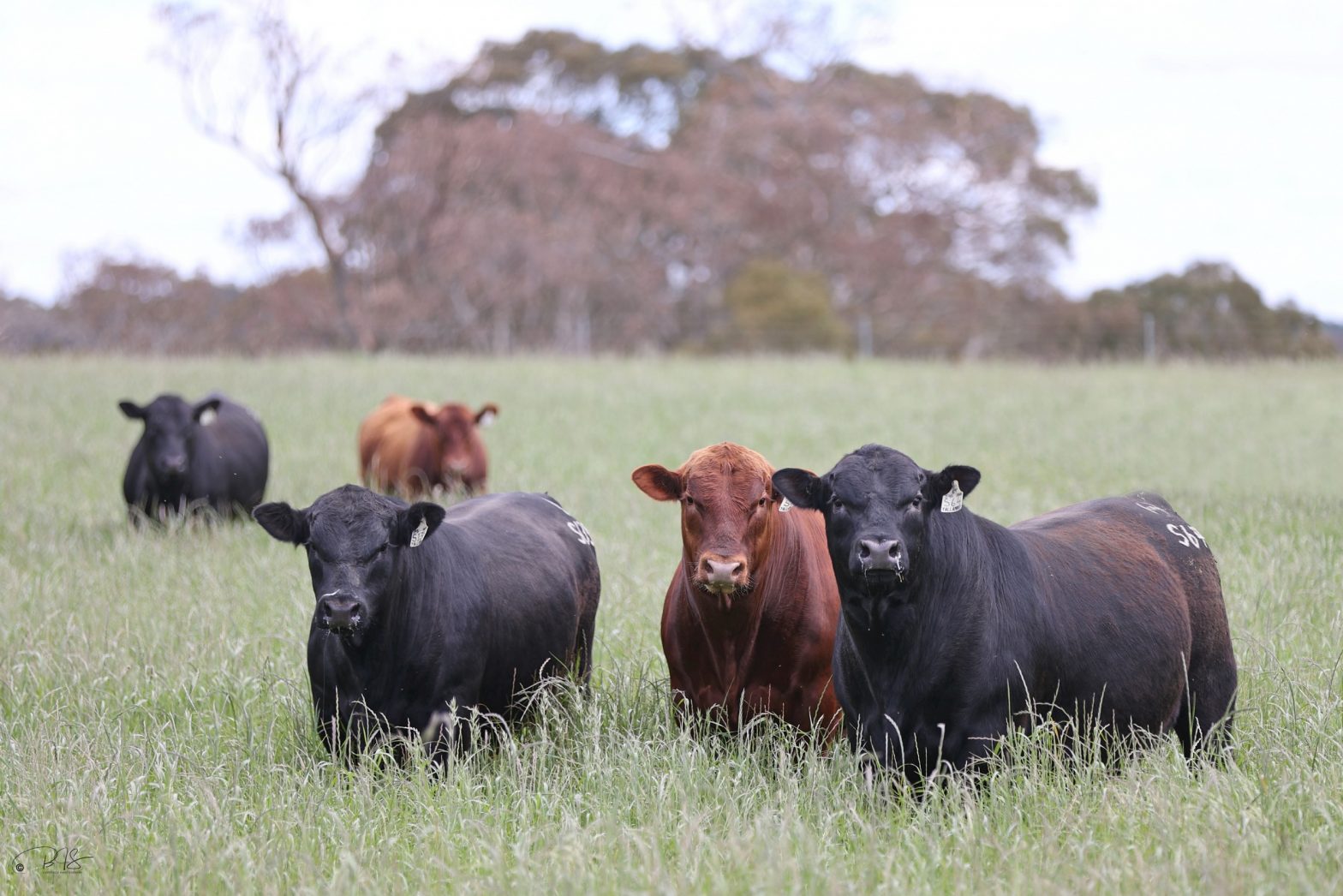 About us - Yallambee Angus | Red and Black Angus Stud | Southern ...
