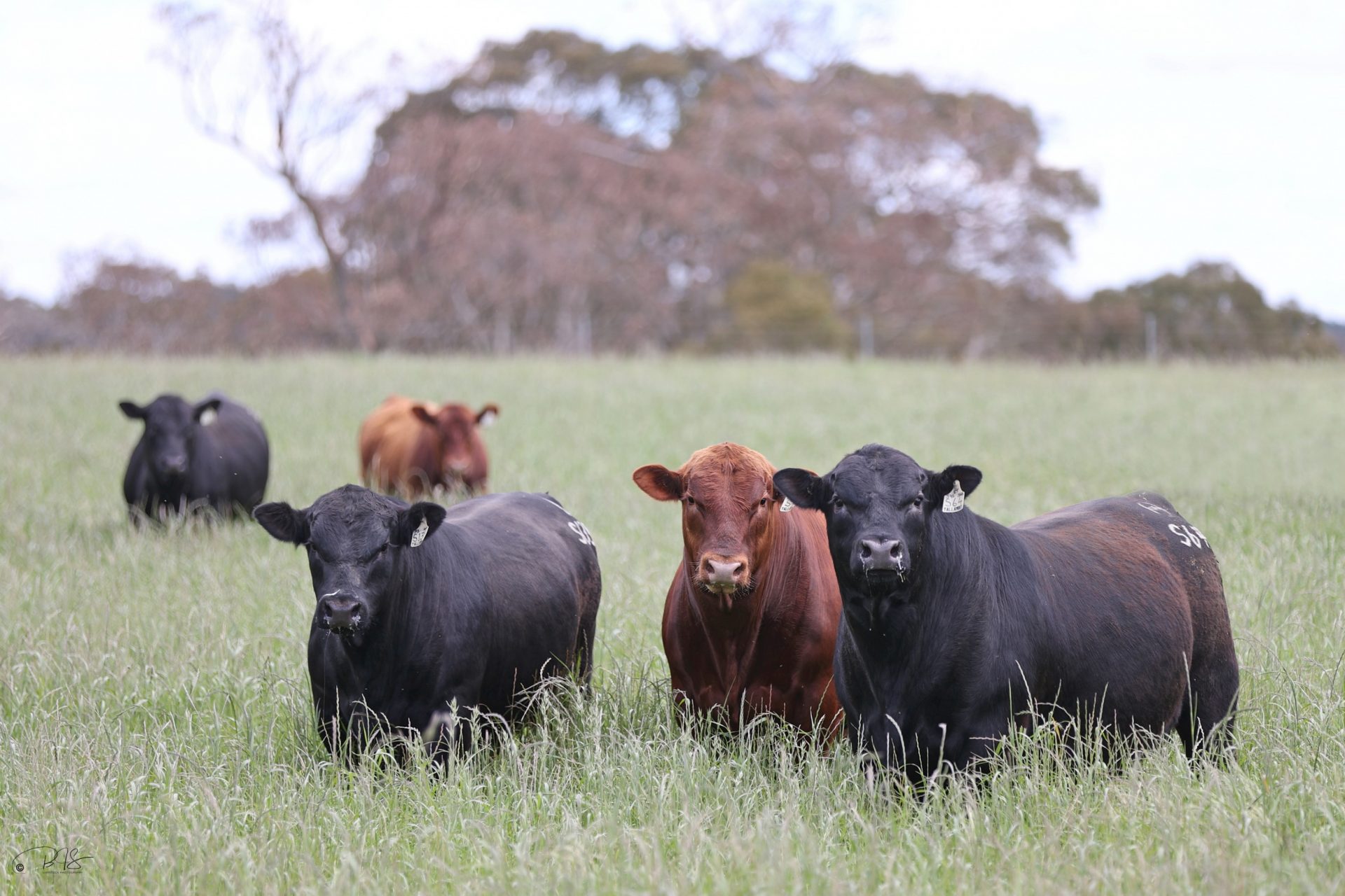 About us - Yallambee Angus | Red and Black Angus Stud | Southern ...