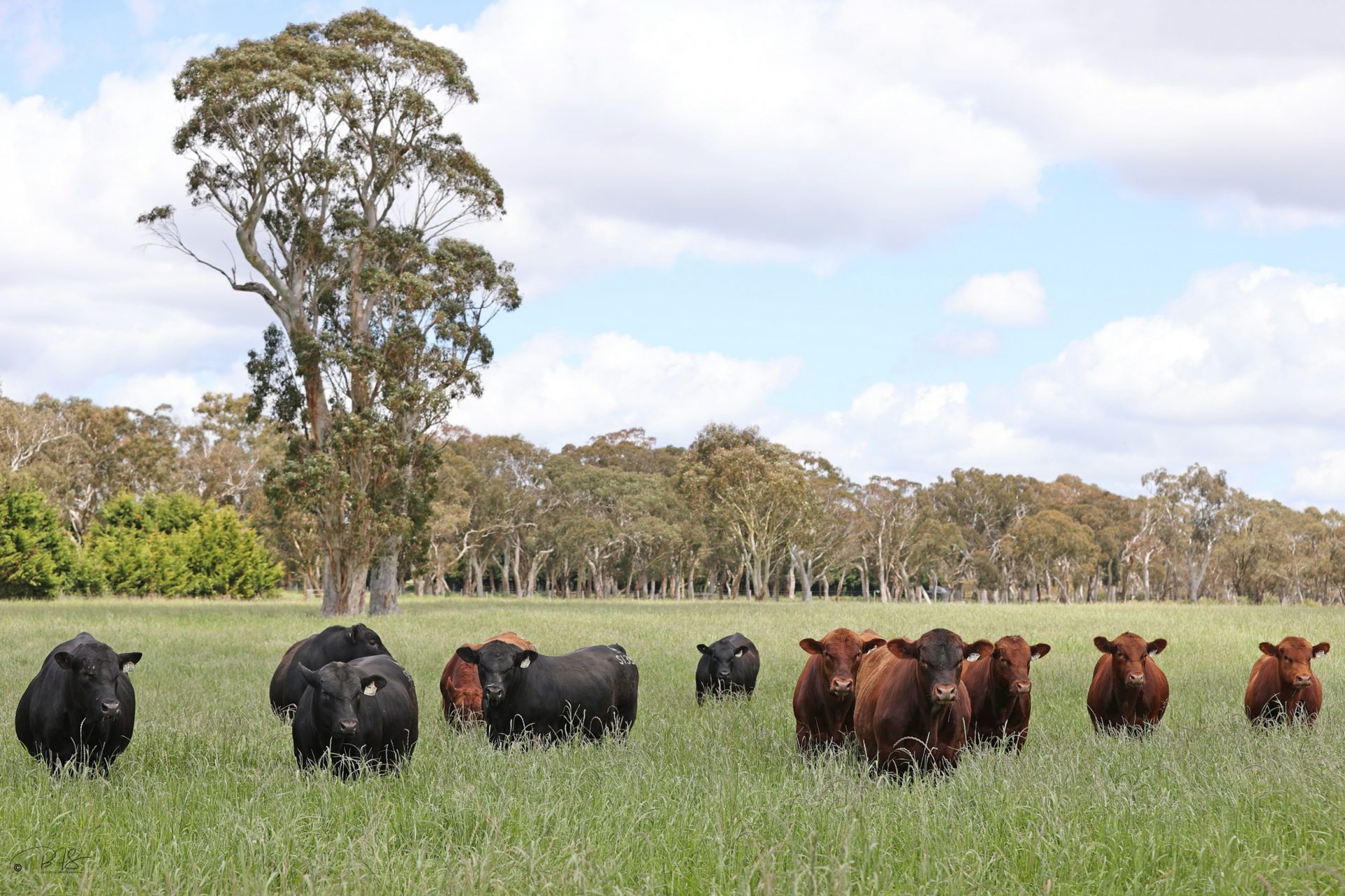 About us - Yallambee Angus | Red and Black Angus Stud | Southern ...