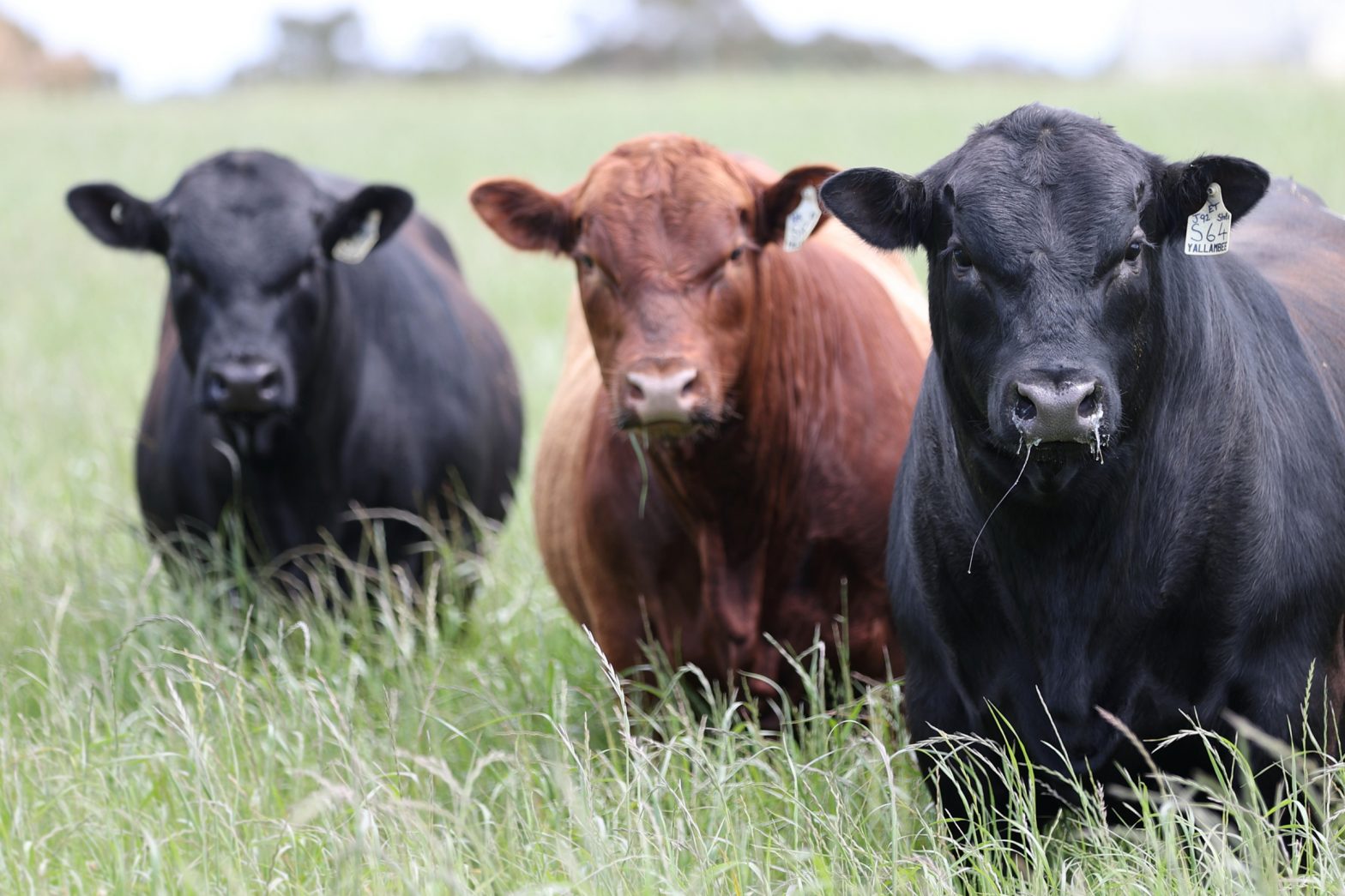 Current sires - Yallambee Angus | Red and Black Angus Stud | Southern ...