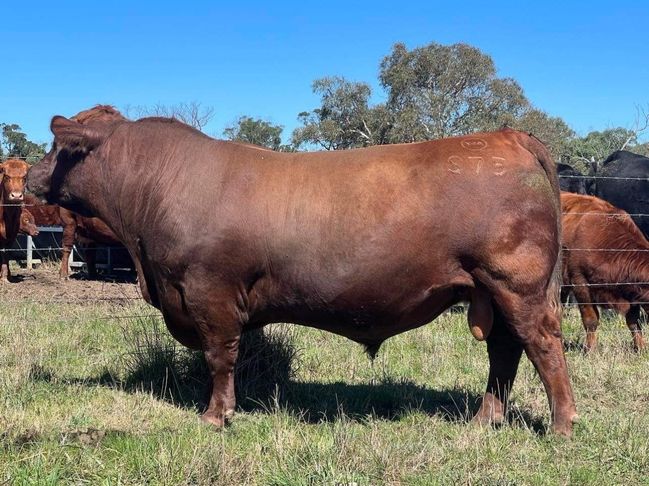 Yallambee gearing up for 2023 Invitational Tamworth sale - Yallambee ... Yallambee gearing up for 2023 Invitational Tamworth sale - Yallambee ...