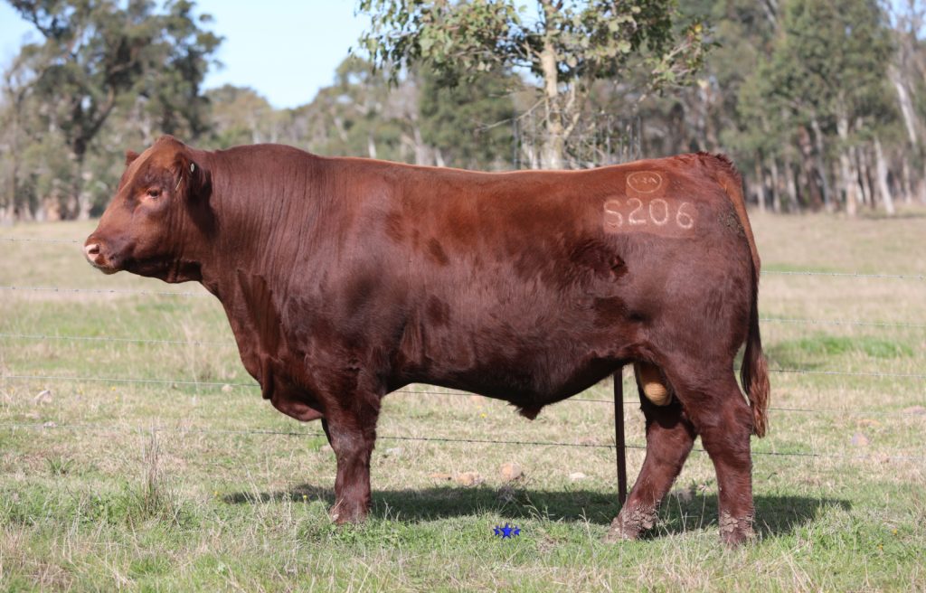 Red Angus Invitational Bull Sale 2023 - Yallambee Angus | Red and Black ...