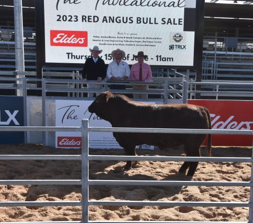 Success for Yallambee at the 2023 Invitational - Yallambee Angus | Red ... Success for Yallambee at the 2023 Invitational - Yallambee Angus | Red ...