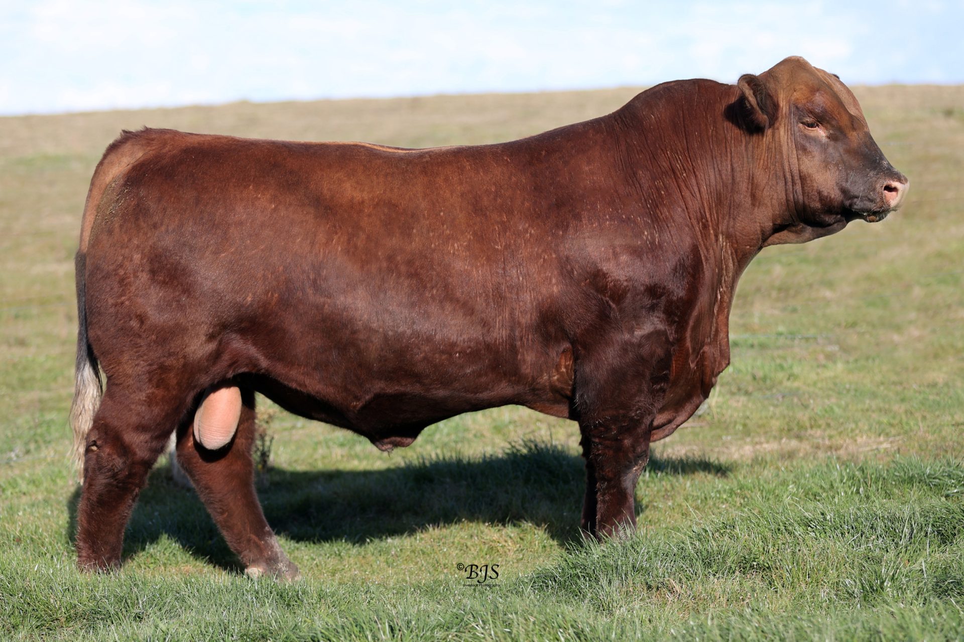 Home - Yallambee Angus | Red and Black Angus Stud | Southern Highlands NSW