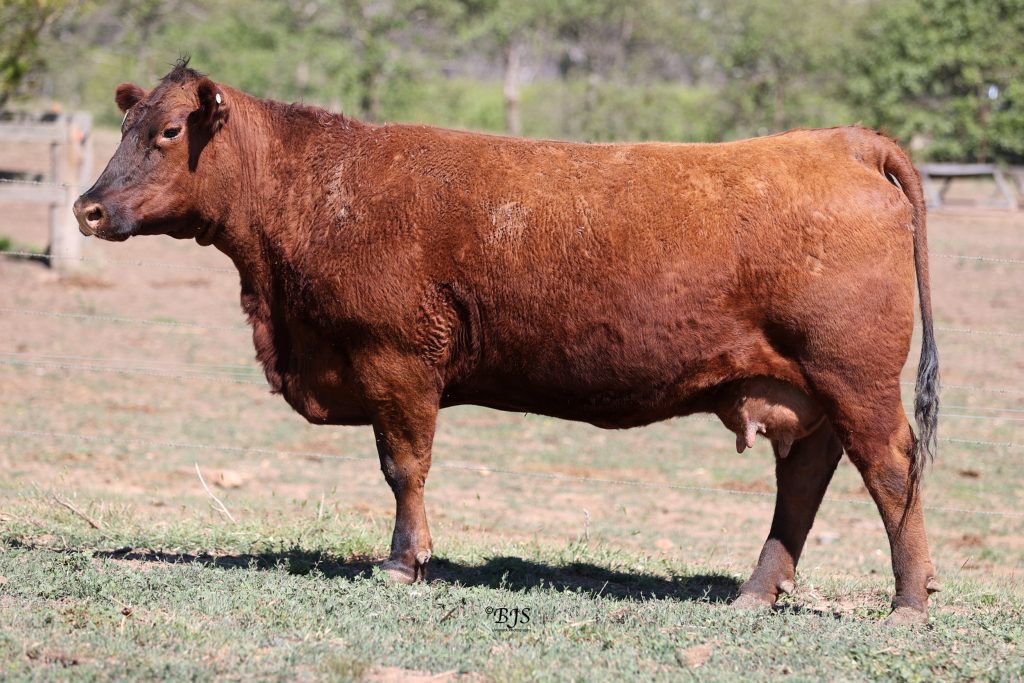 Yallambee Victoria L59 YRAL59 - Yallambee Angus | Red and Black Angus ... Yallambee Victoria L59 YRAL59 - Yallambee Angus | Red and Black Angus ...