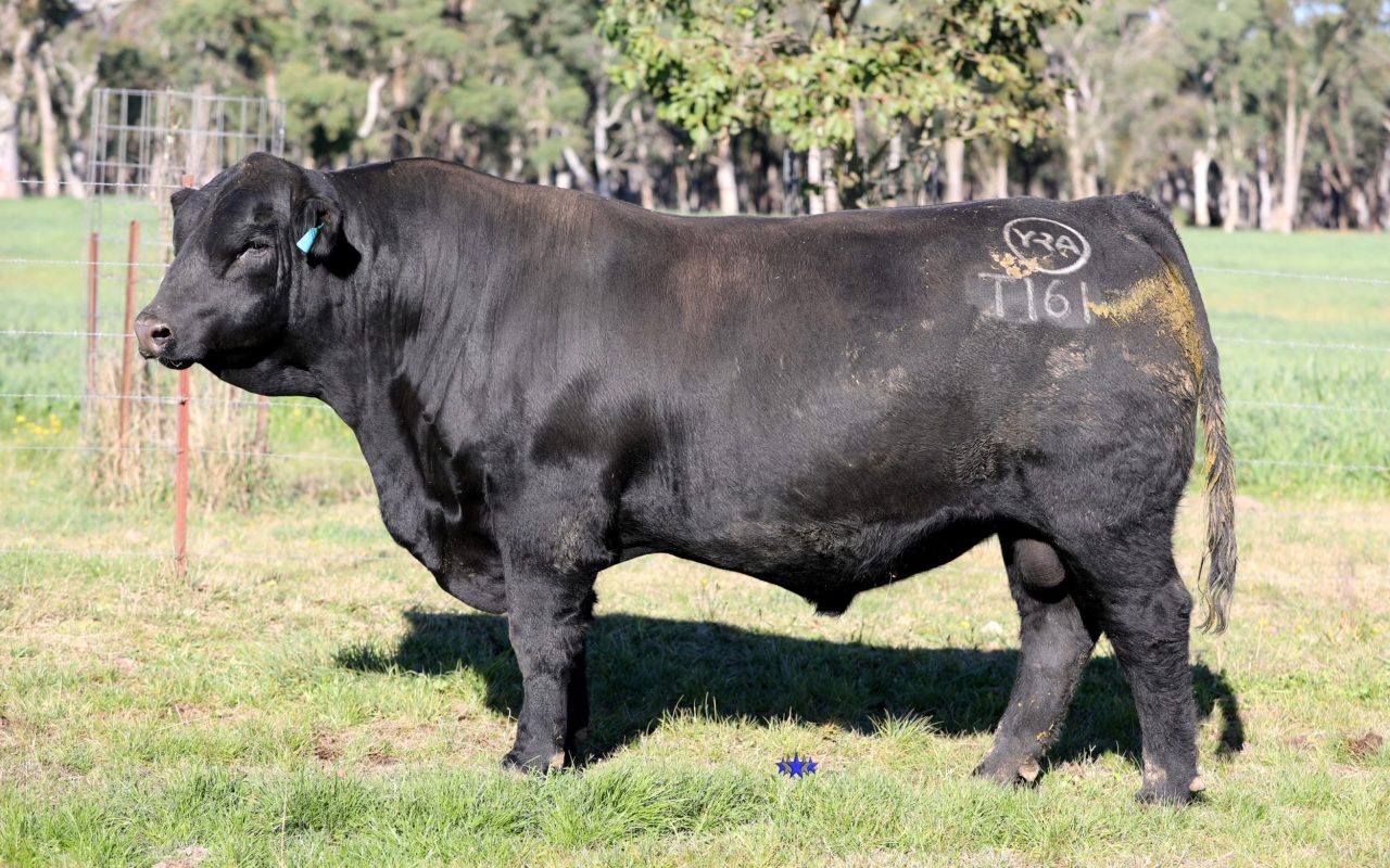 Red Angus Invitational Bull Sale 2024 - Yallambee Angus | Red and Black ...
