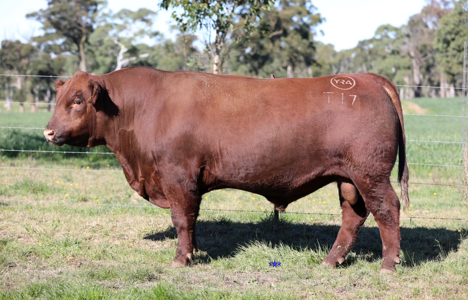 Red Angus Invitational Bull Sale 2024 - Yallambee Angus | Red and Black ...