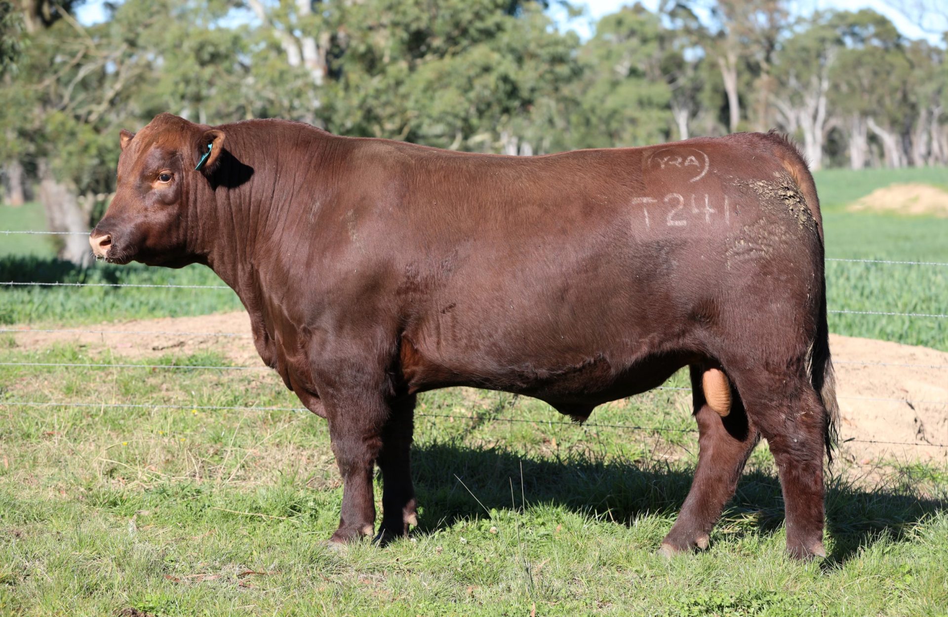 Red Angus Invitational Bull Sale 2024 - Yallambee Angus | Red and Black ...