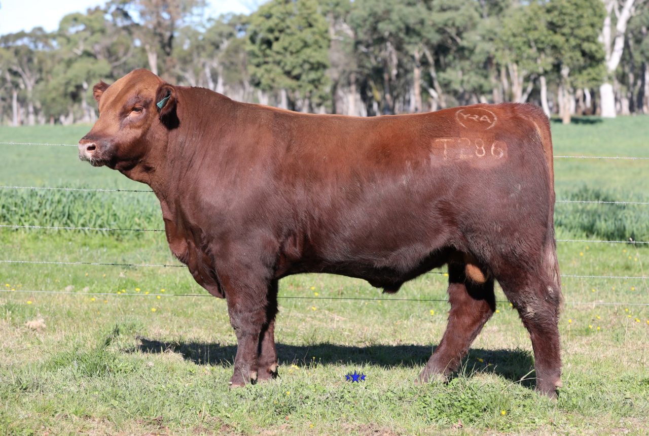 Red Angus Invitational Bull Sale 2024 - Yallambee Angus | Red and Black ... Red Angus Invitational Bull Sale 2024 - Yallambee Angus | Red and Black ...