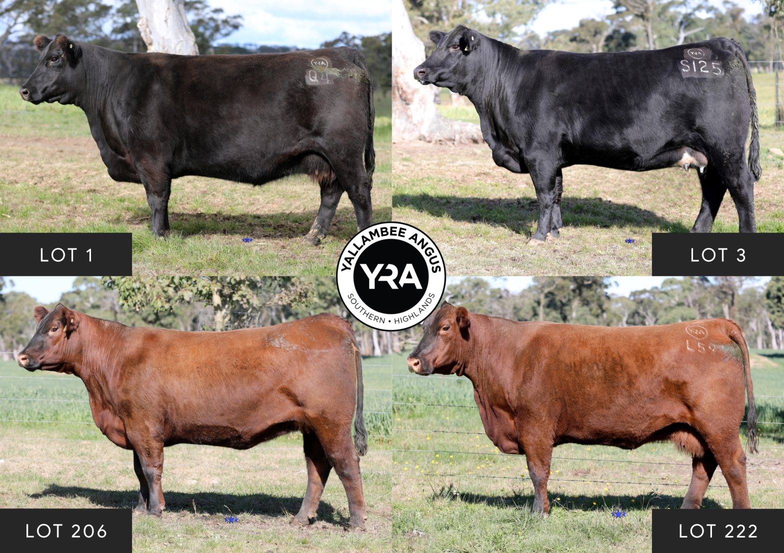 Complete Female Dispersal Sale - Yallambee Angus | Red and Black Angus ...